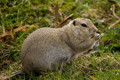 10 Ways To Get Rid of Gophers Naturally - Expert Home Report