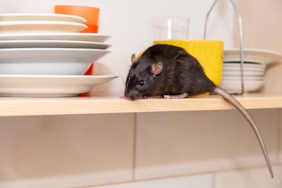 How Do Mice Get In The House? - Expert Home Report