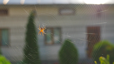 How To Kill Spiders (8 Things To Do) - Expert Home Report