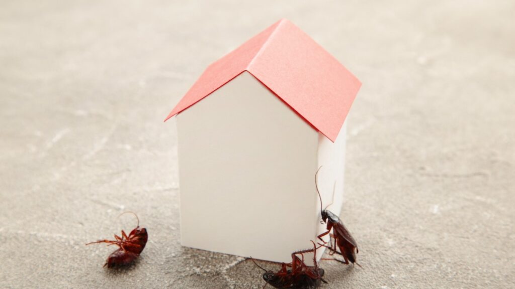 Pest Control: Identifying and Preventing Common Household Pests ...