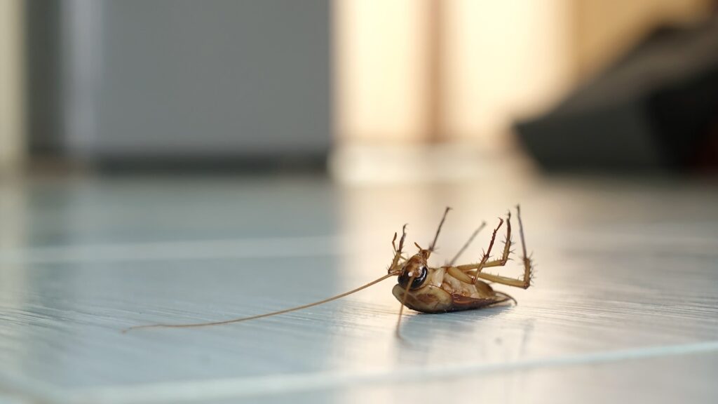 Prevent a Pest Invasion in Your Home - Expert Home Report